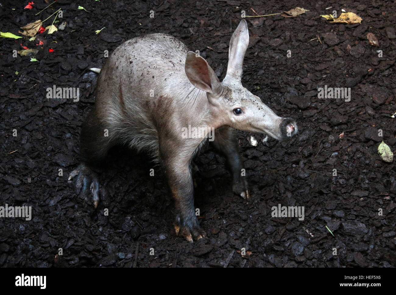 African Aardvark (Orycteropus afer Stock Photo - Alamy