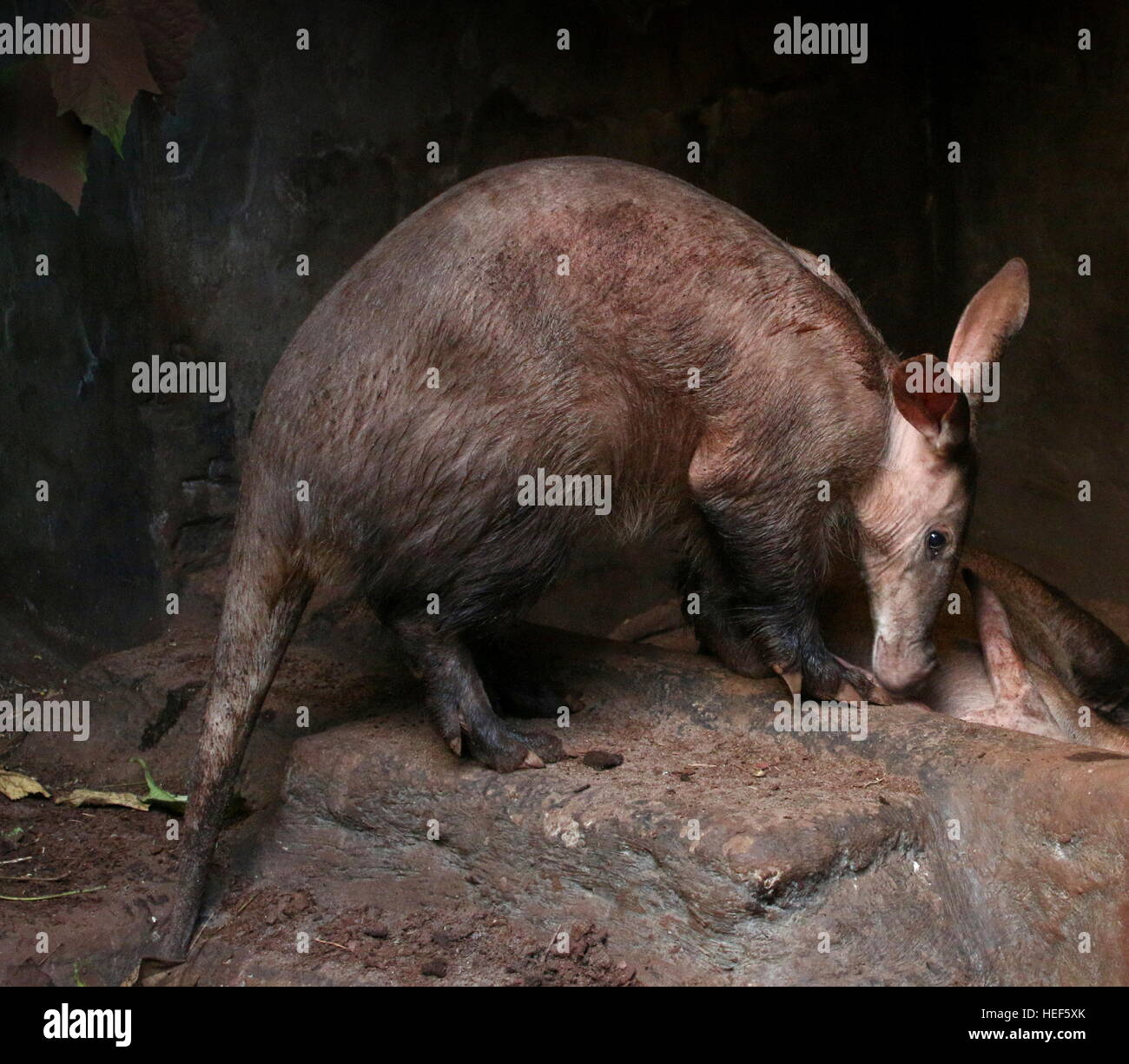 Captive African Aardvarks (Orycteropus afer) at Burgers Zoo, Arnhem ...
