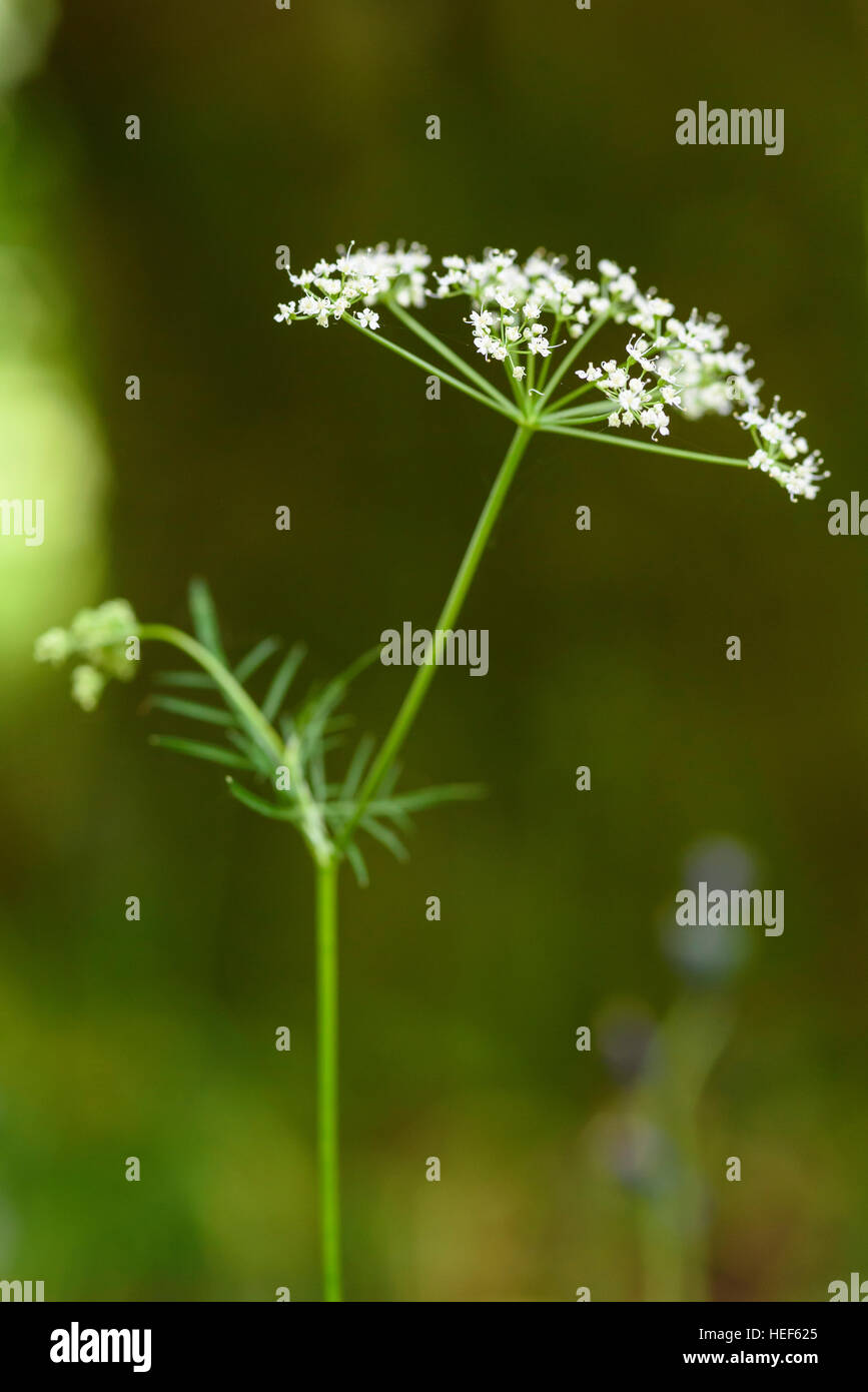 Pignut, Conopodium majus, wildflower, Fleet Valley, Dumfries & Galloway ...