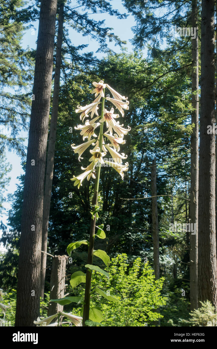 A Giant Himalayan Lily grows tall at the Rhododendron Species Botanical ...