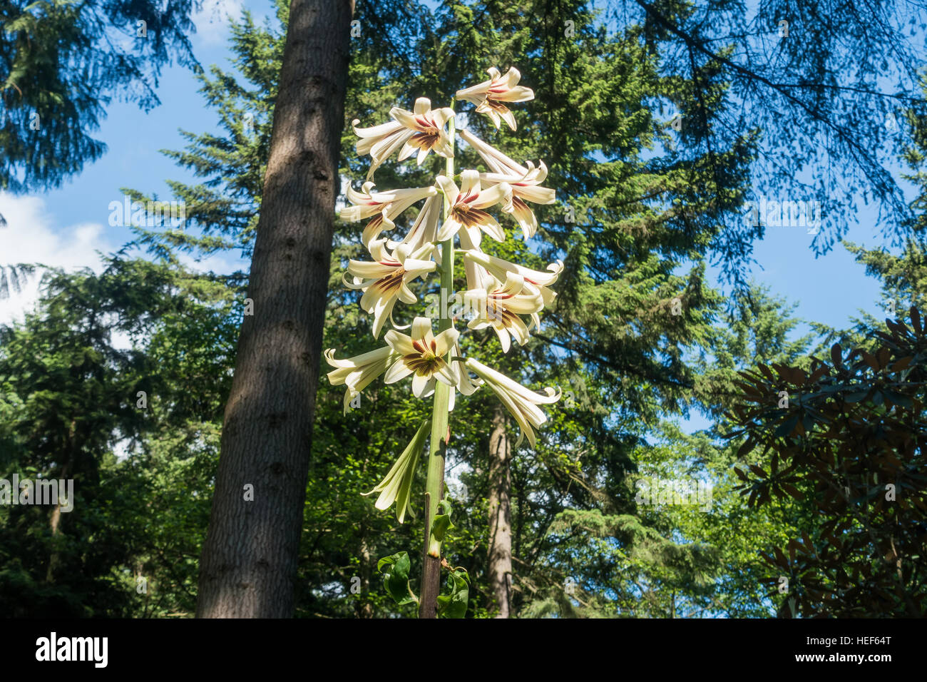 A Giant Himalayan Lily grows tall at the Rhododendron Species Botanical ...