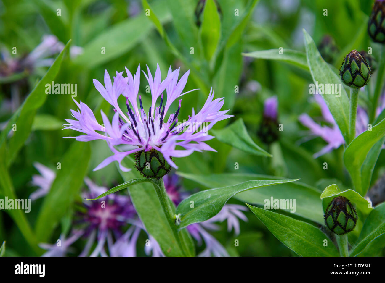 Centaurea, cultivated garden flower Stock Photo - Alamy