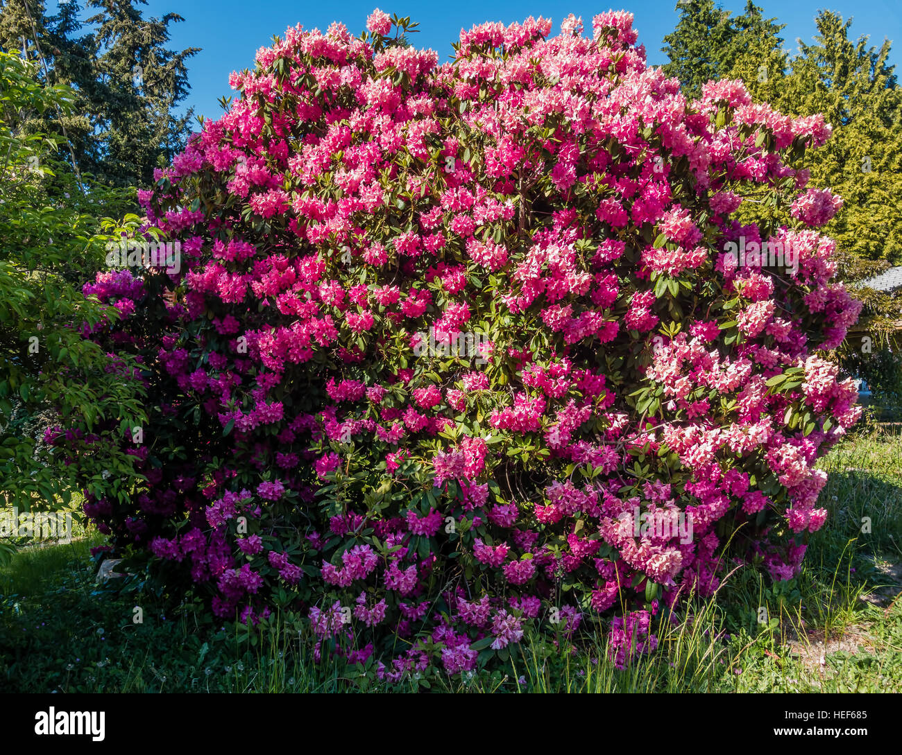 The state flower of Washington grows big in Burien, Washington Stock ...