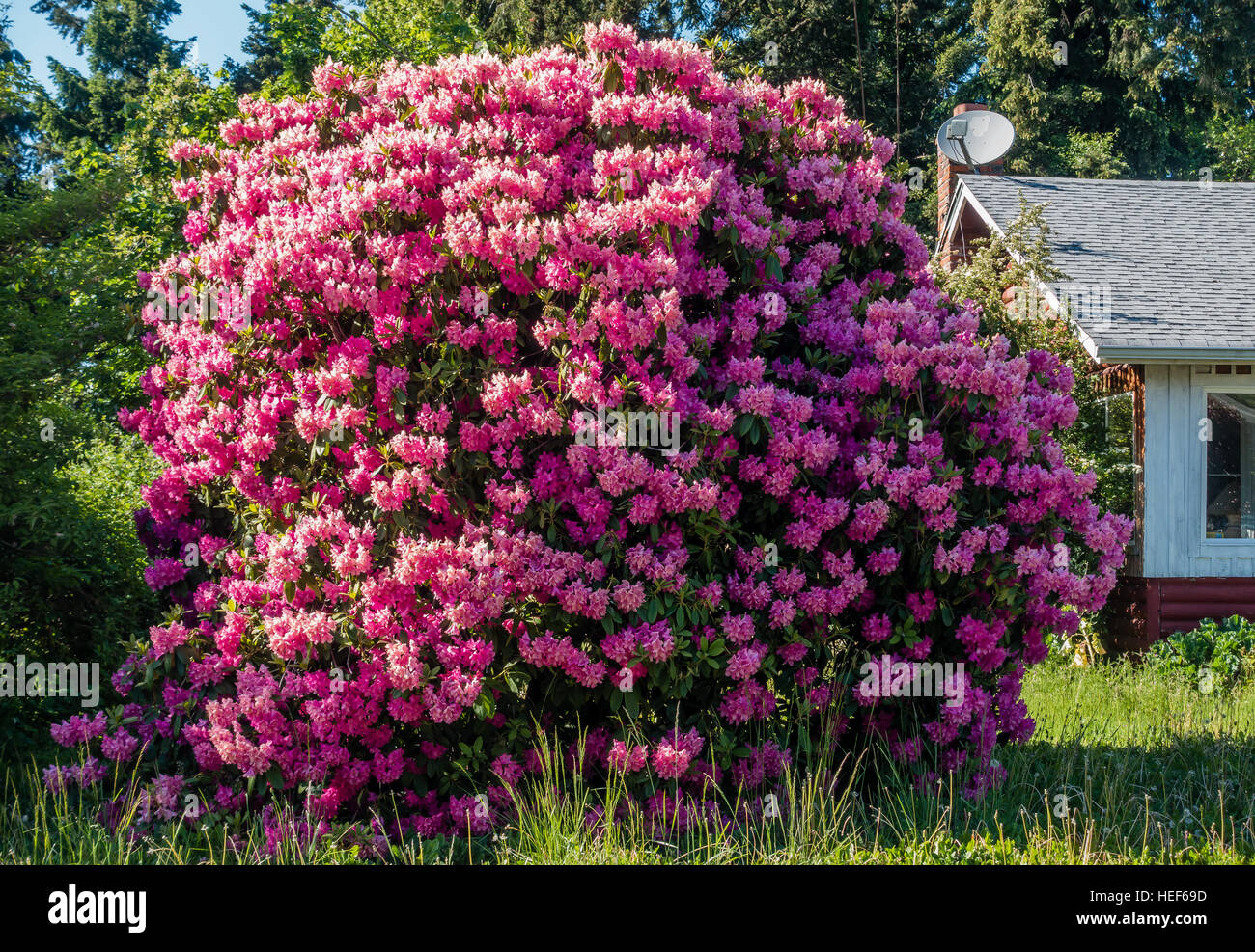 The state flower of Washington grows big in Burien, Washington Stock ...