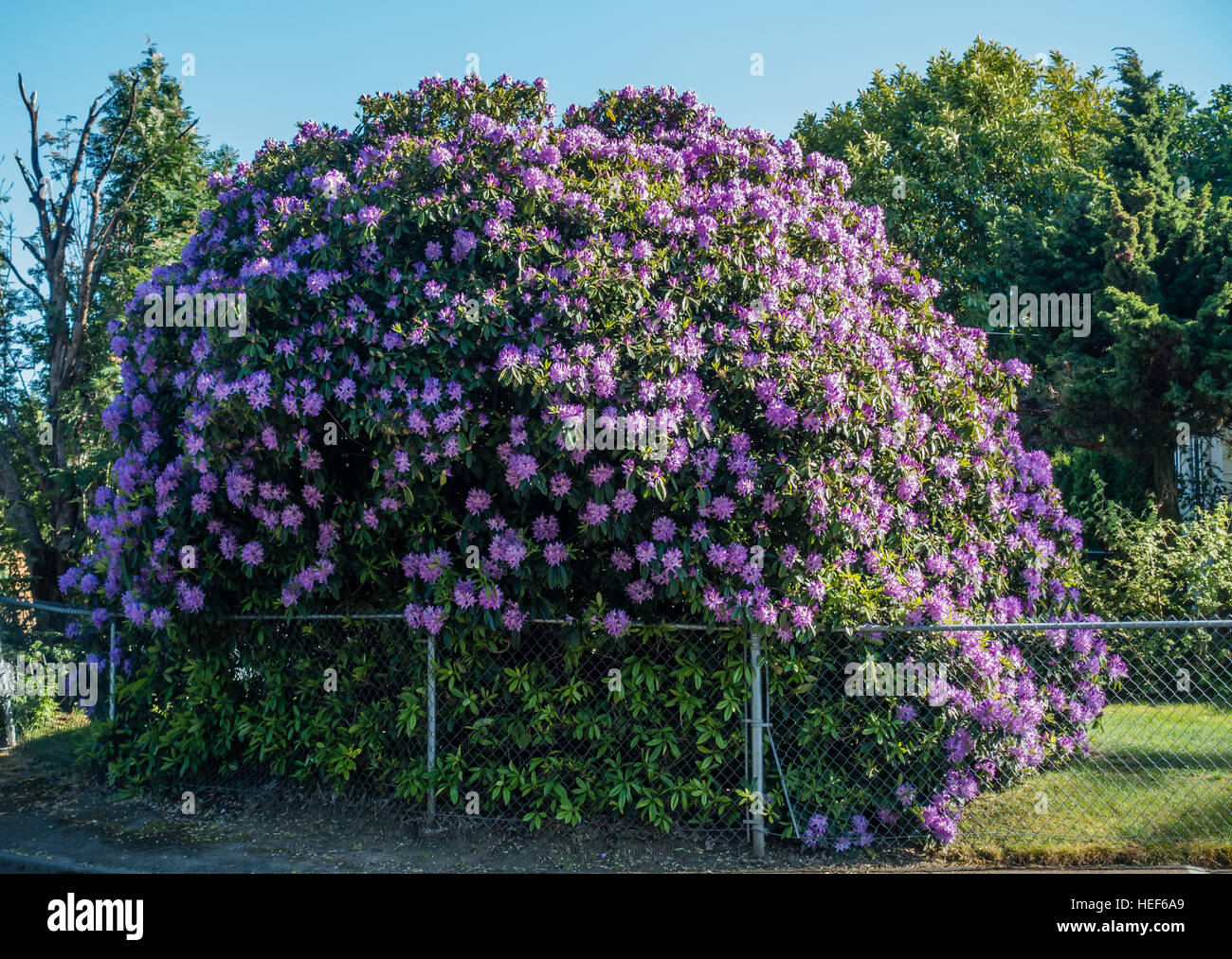 The state flower of Washington grows big in Burien, Washington Stock ...