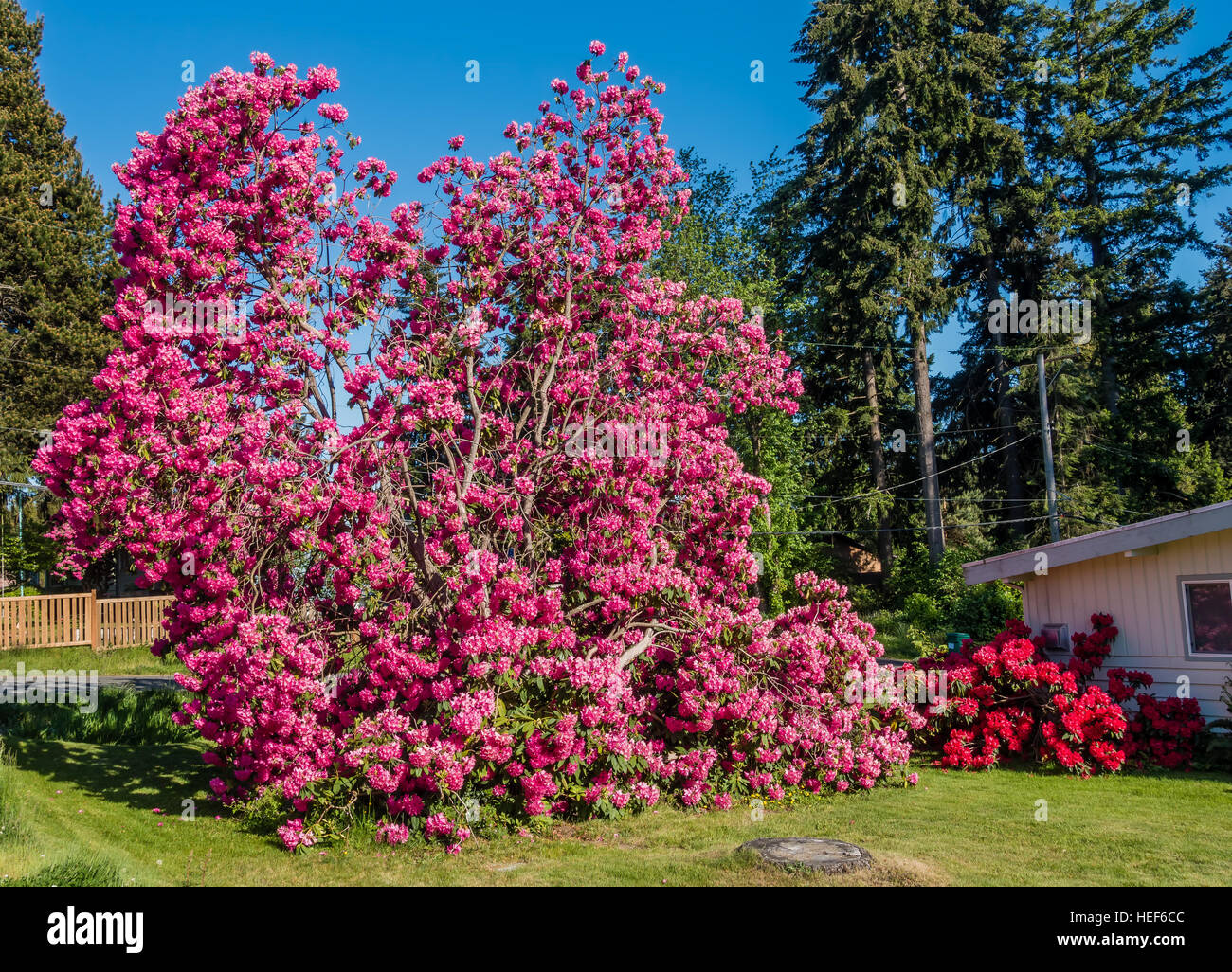 The state flower of Washington grows big in Burien, Washington Stock ...