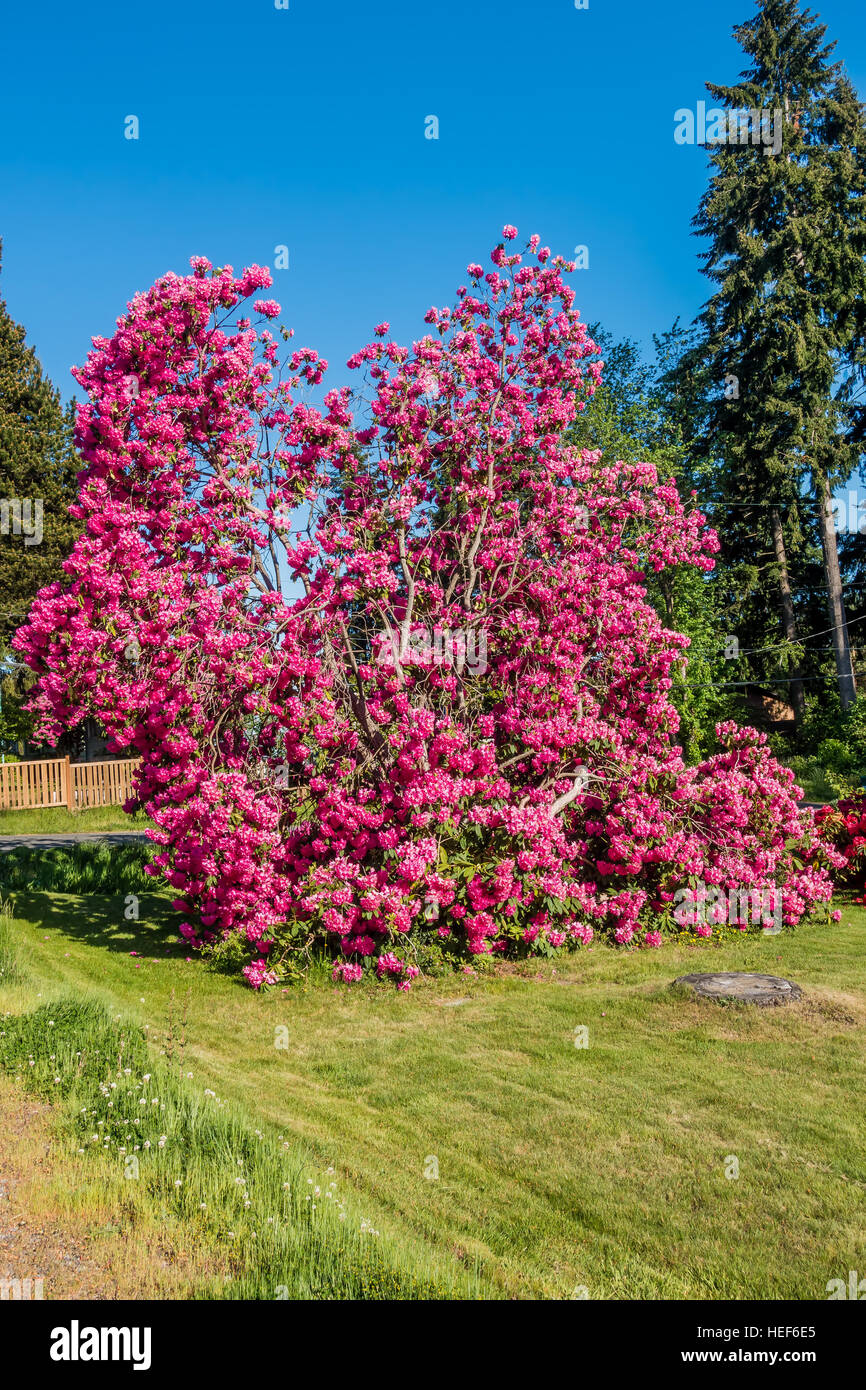 The state flower of Washington grows big in Burien, Washington Stock ...