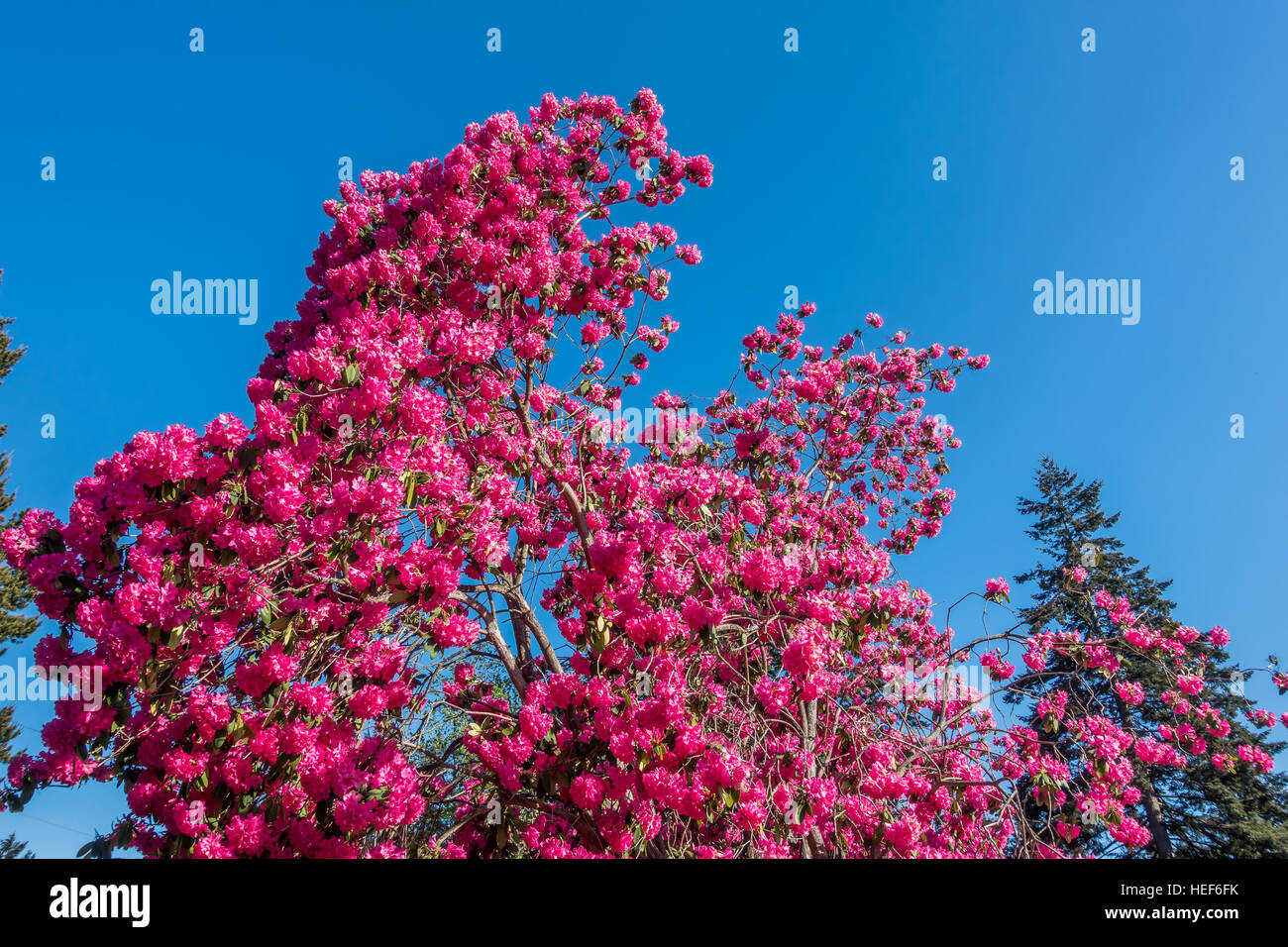 The state flower of Washington grows big in Burien, Washington Stock ...