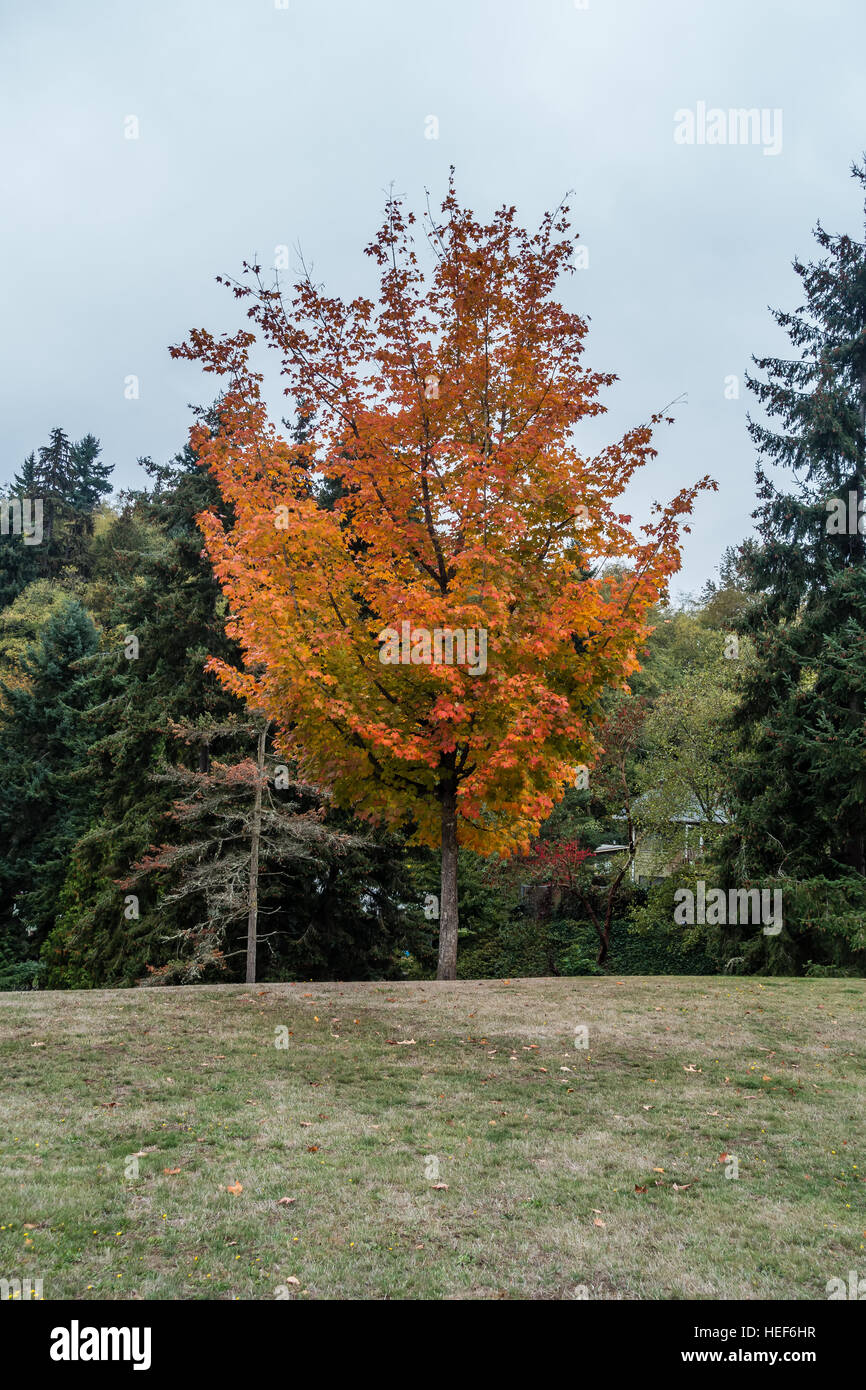 Golden fall colors are on display on this tree in Burien, Washington ...