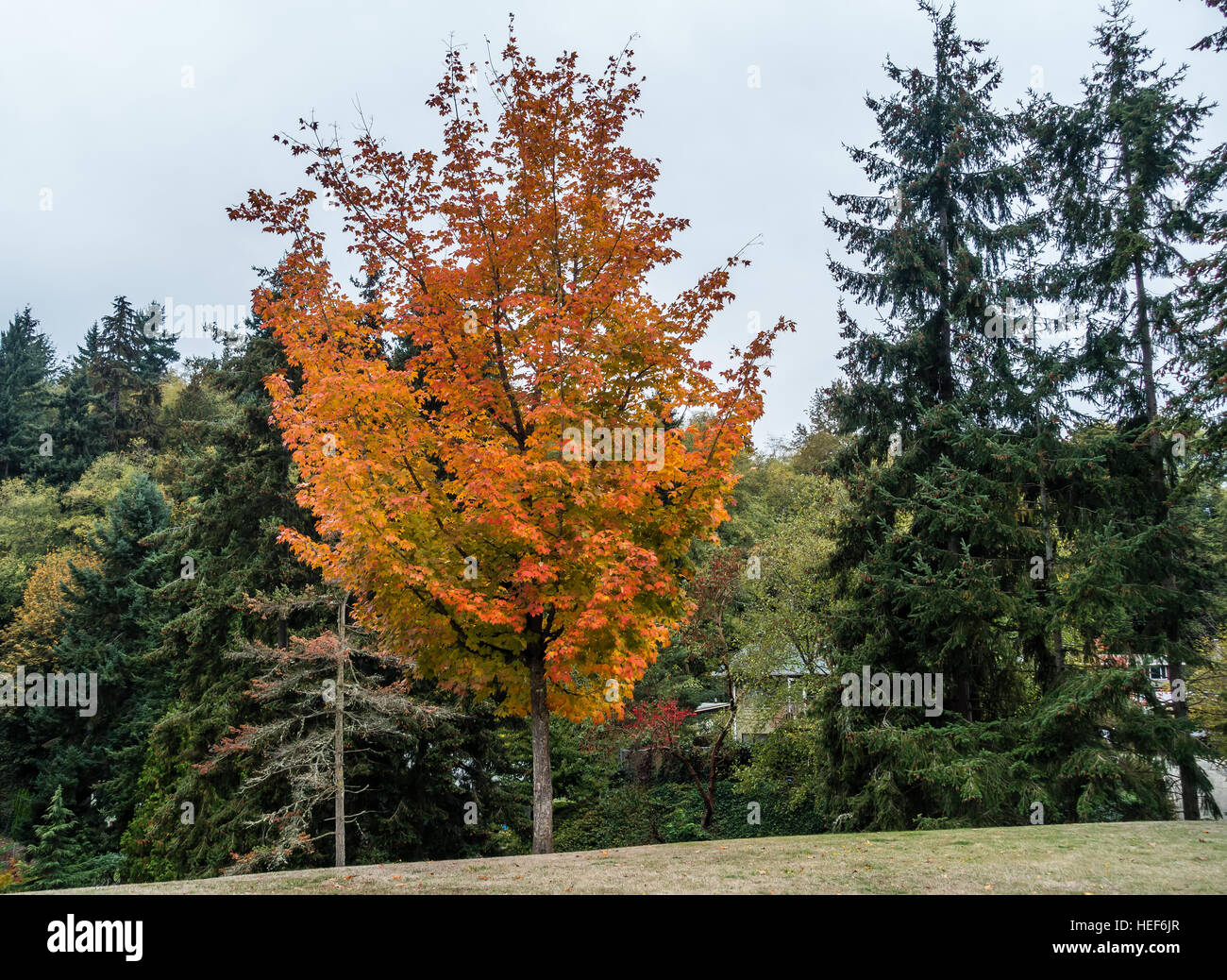 Golden fall colors are on display on this tree in Burien, Washington ...