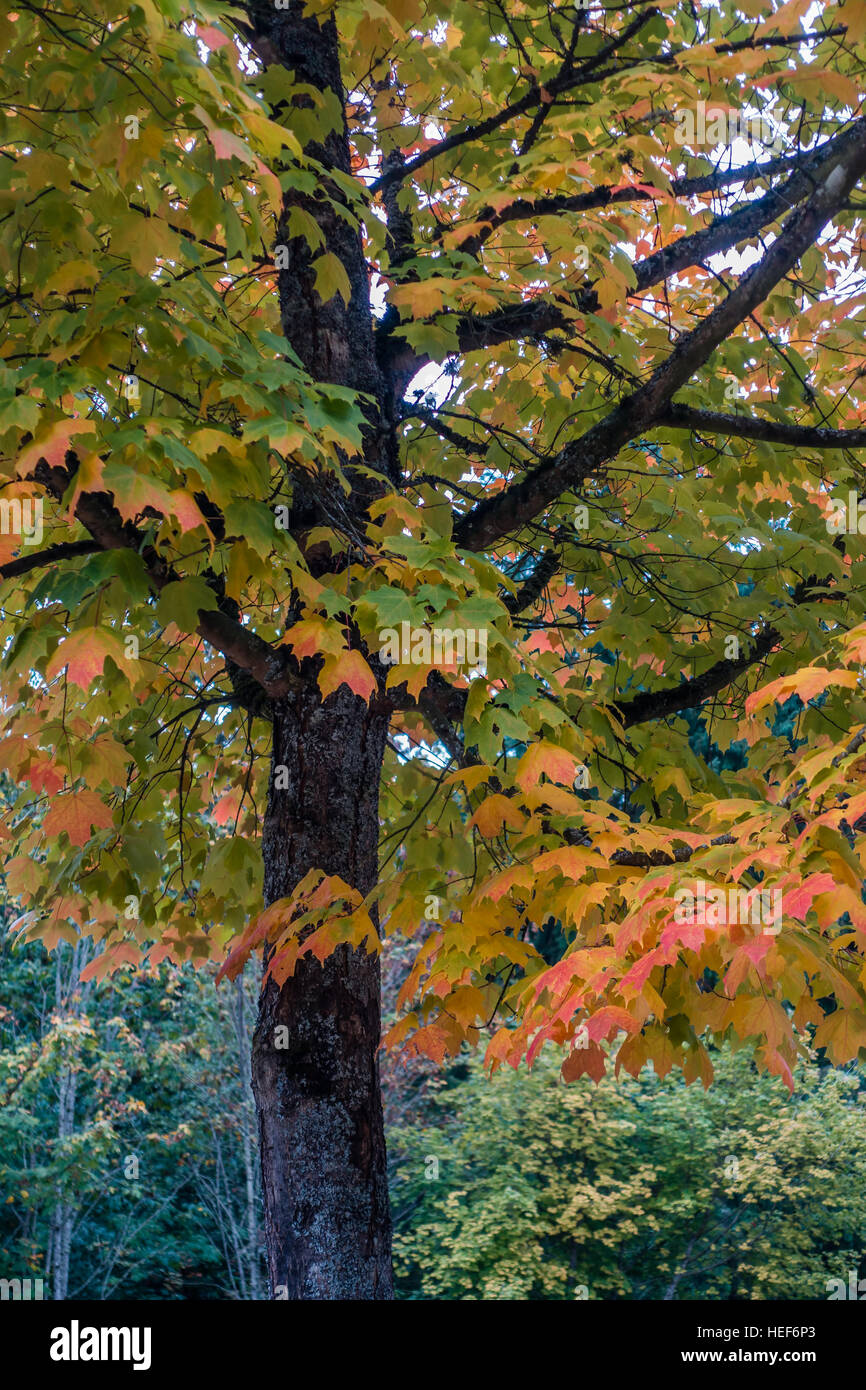 Golden fall colors are on display on this tree in Burien, Washington ...
