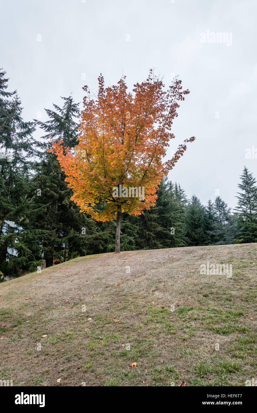 Golden fall colors are on display on this tree in Burien, Washington ...