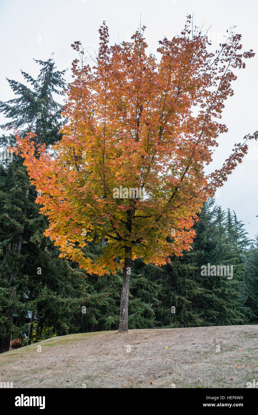Golden fall colors are on display on this tree in Burien, Washington ...