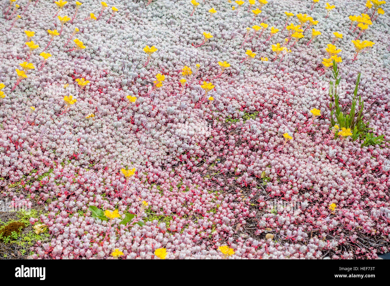 White and pink ground cover with yellow flowers. Background or texture ...