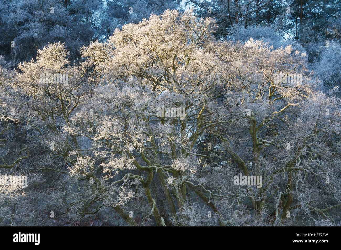 Frosty winter trees in the Scottish borders. Scotland Stock Photo - Alamy