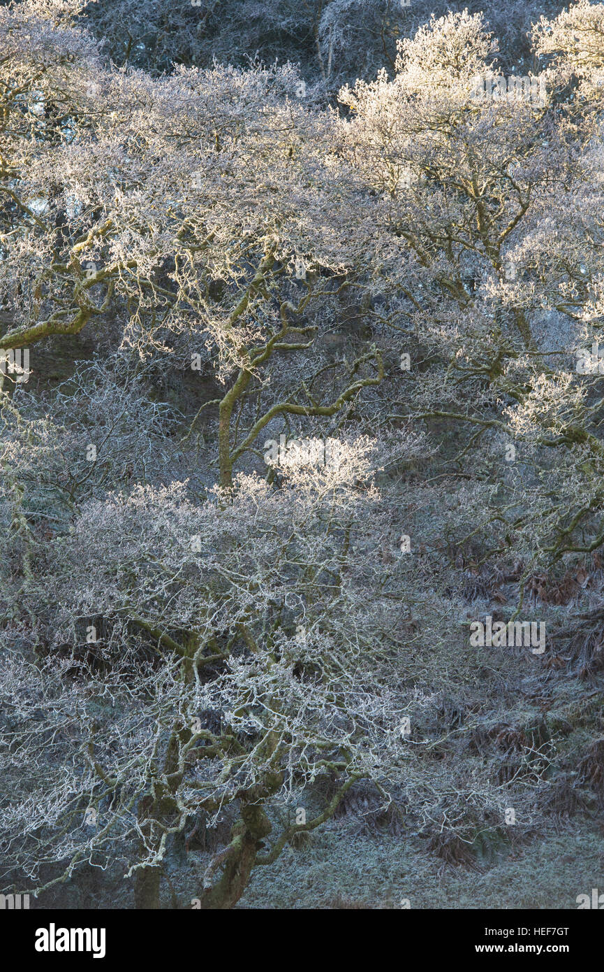 Frosty winter trees in the Scottish borders. Scotland Stock Photo - Alamy
