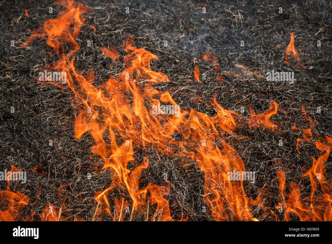 Fire burning dry grass field in Ratchaburi, Thailand Stock Photo - Alamy