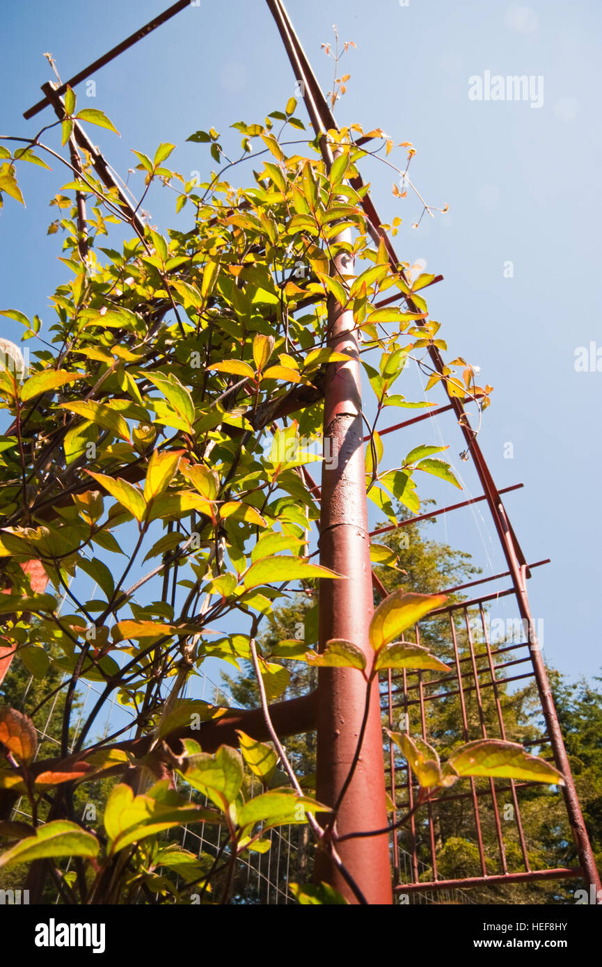 Bamboo trellis hi-res stock photography and images - Alamy