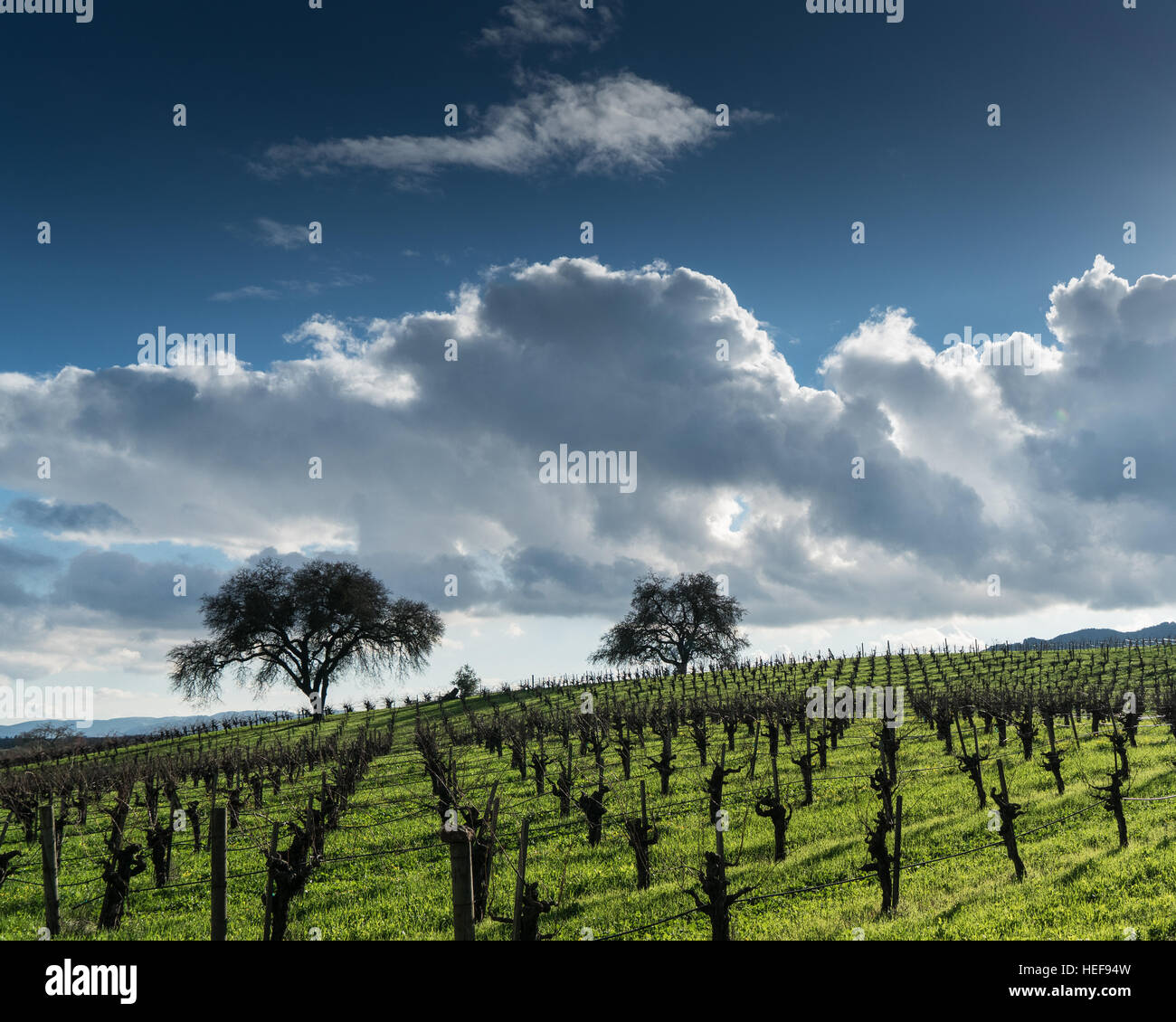 Vineyard spring hi-res stock photography and images - Alamy