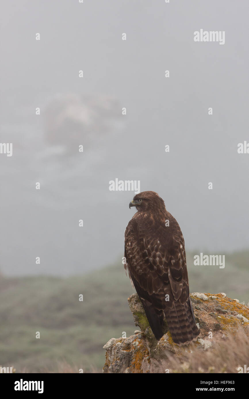 Hawk beach hi-res stock photography and images - Alamy