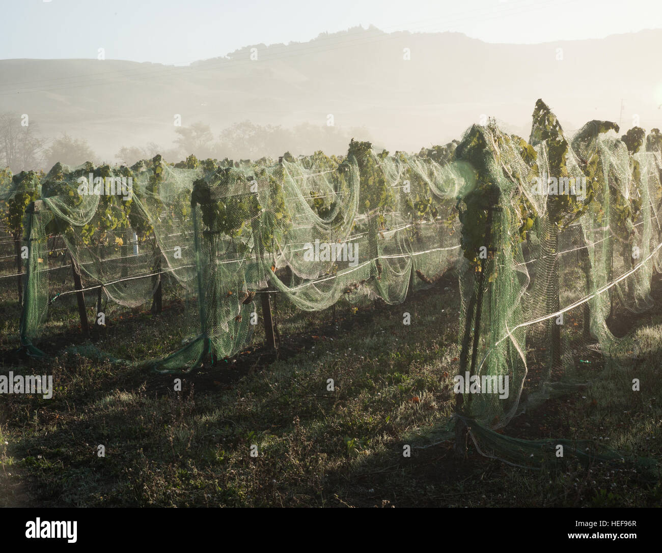 Vineyard covered with bird nets Stock Photo - Alamy