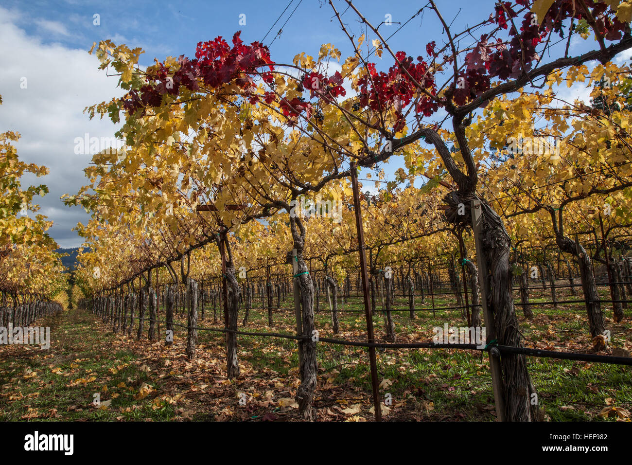 Vineyard fall colors hi-res stock photography and images - Alamy