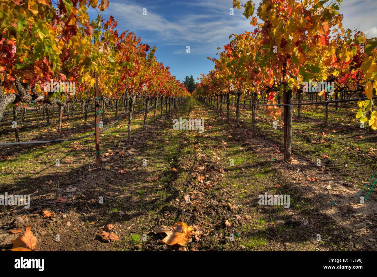 Vineyard in the fall Stock Photo - Alamy