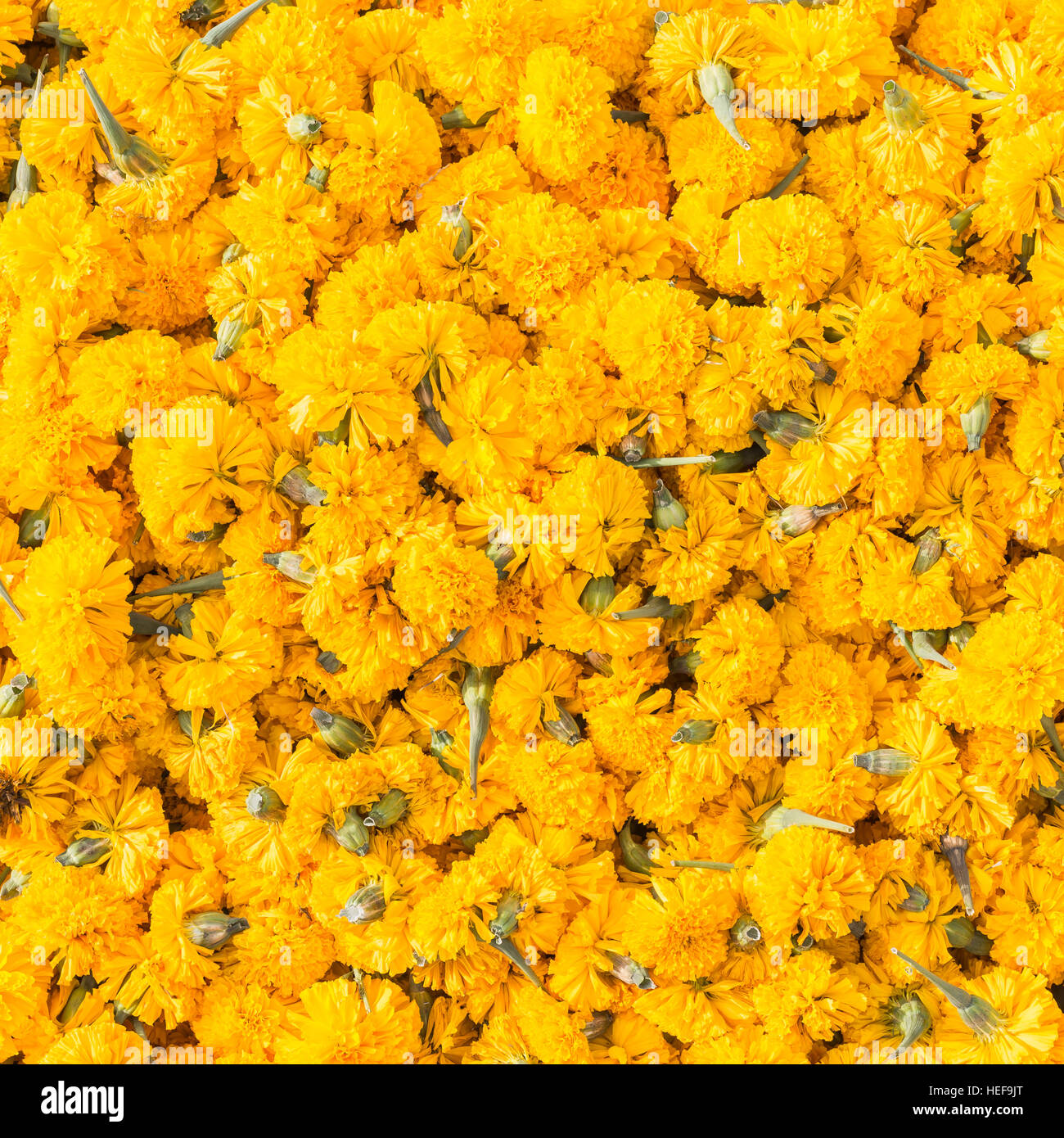 Pattern pile of yellow marigold flowers for texture and background ...