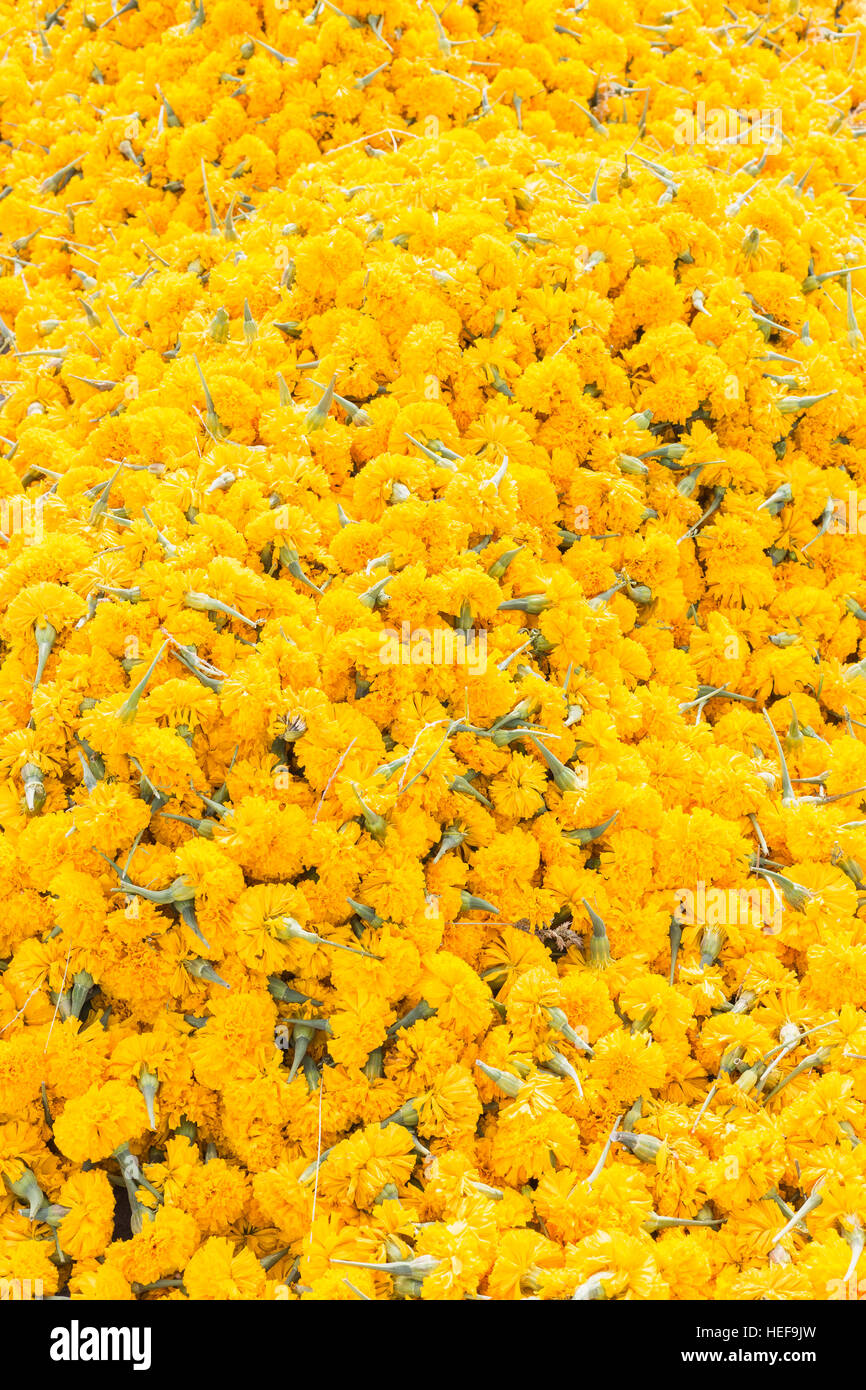 Pattern pile of yellow marigold flowers for texture and background ...