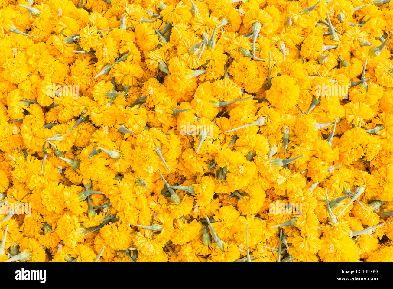 Pattern pile of yellow marigold flowers for texture and background ...