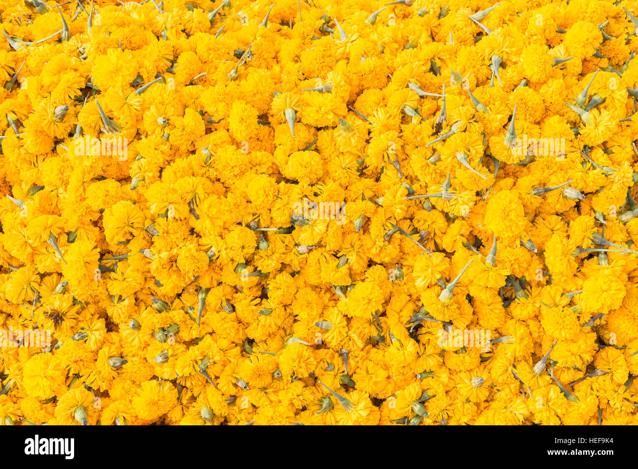 Pattern pile of yellow marigold flowers for texture and background ...