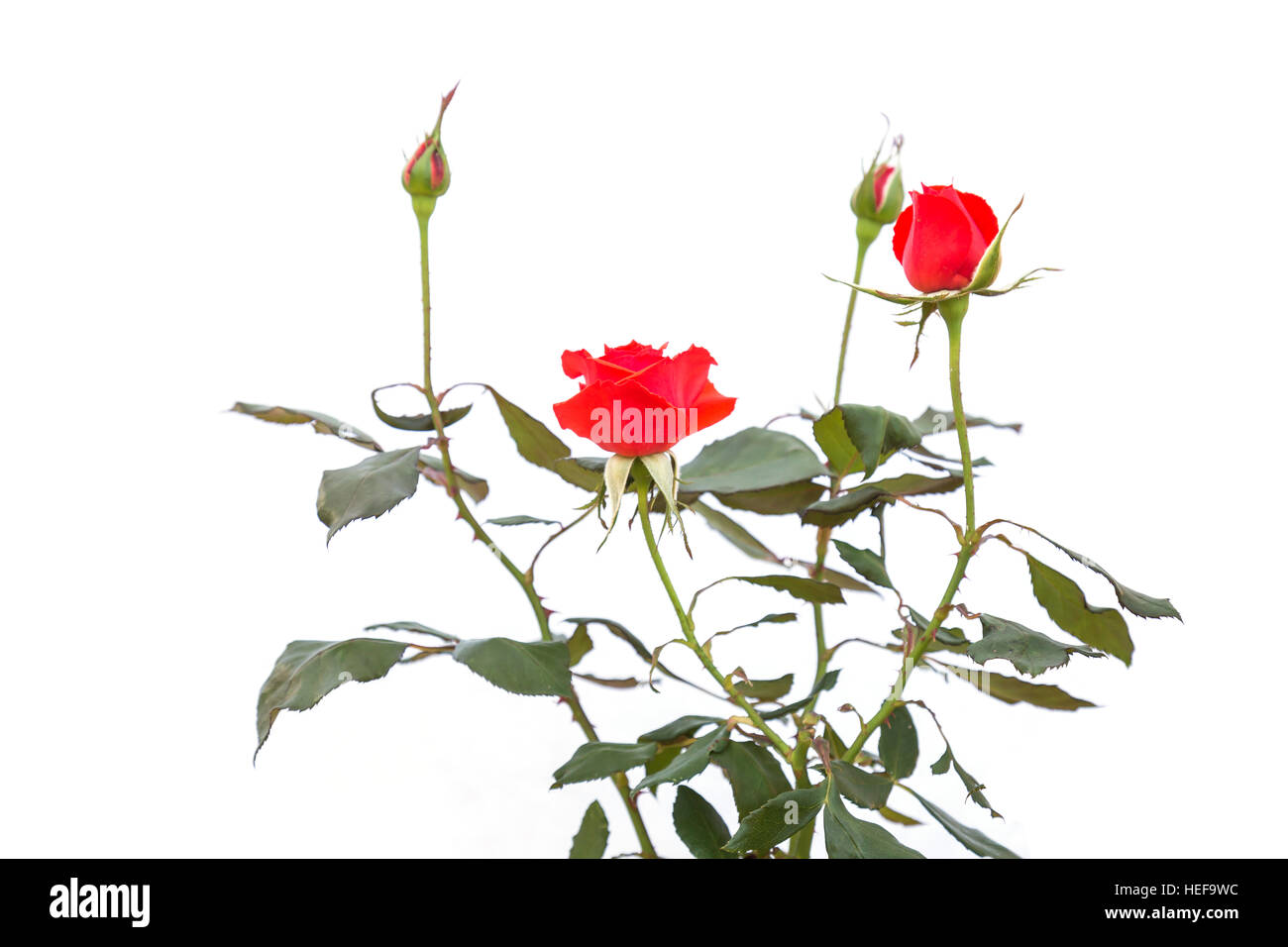 Red rose flower on branch and leaf isolated on white background Stock ...