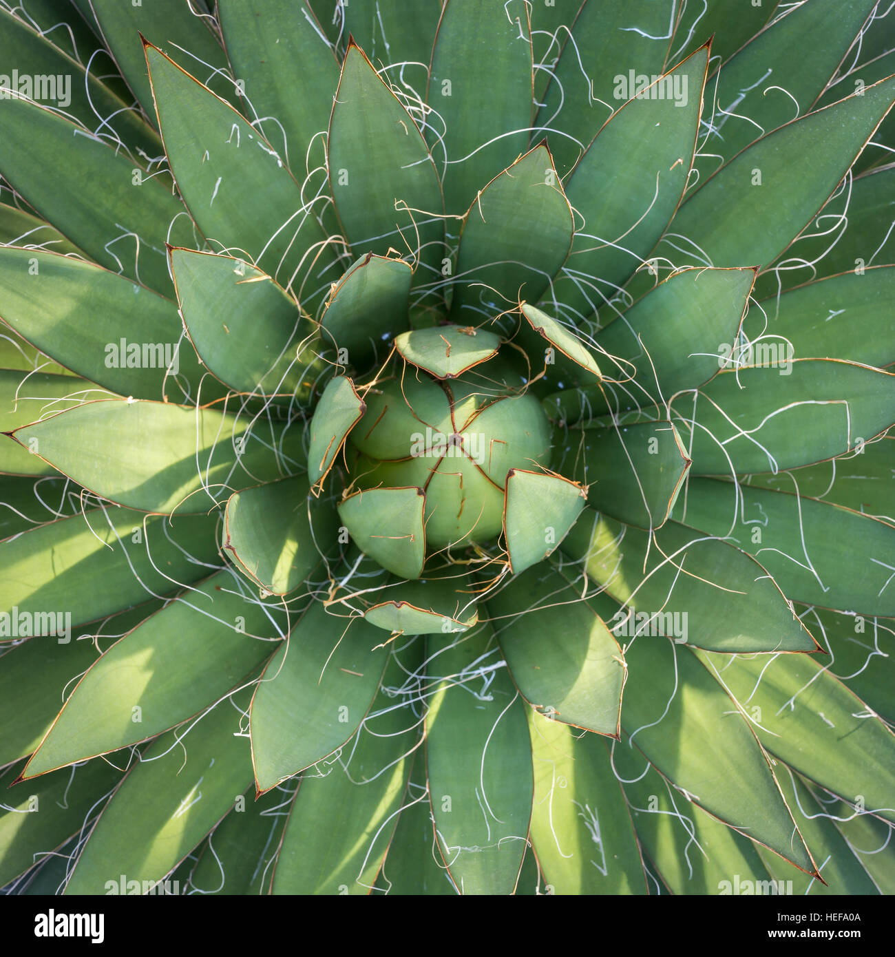 Close up top view of green agave plant in the gardens Stock Photo - Alamy