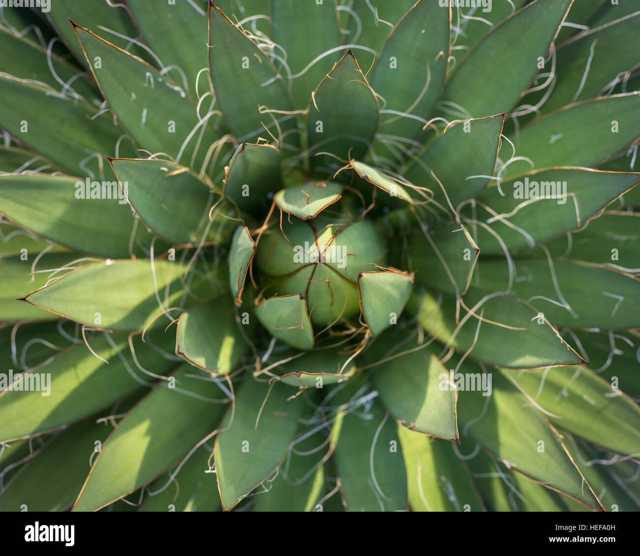 Close up top view of green agave plant in the gardens Stock Photo - Alamy