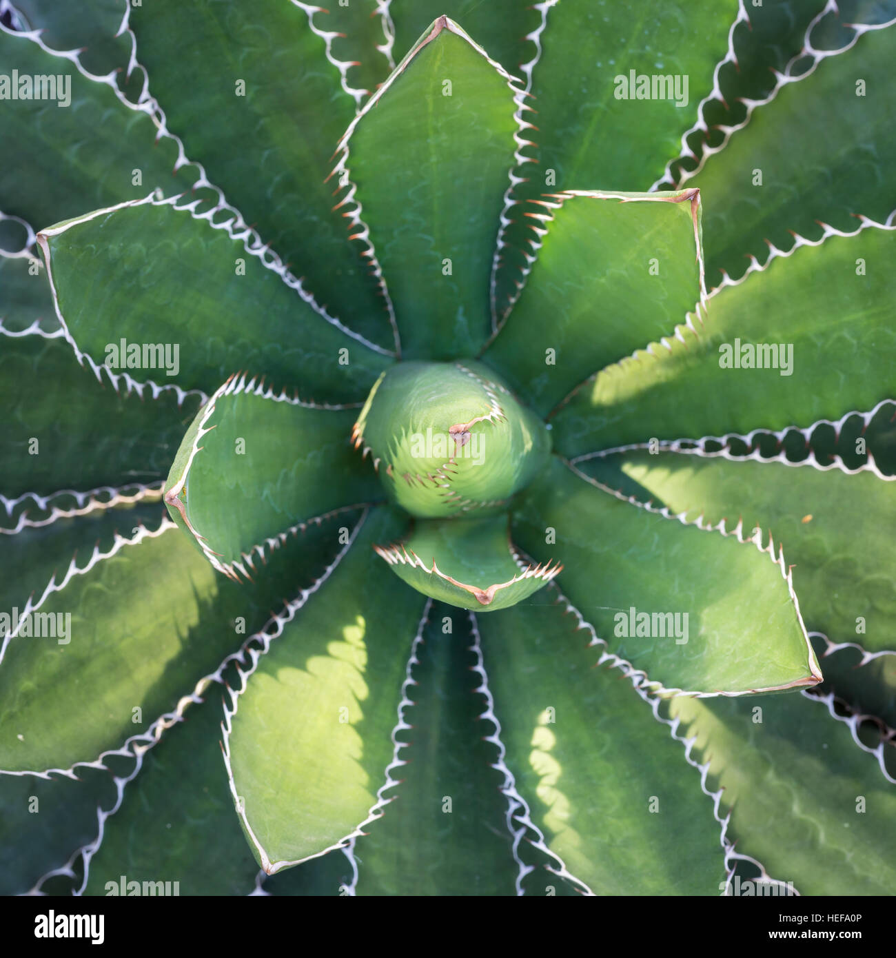 Close up top view of green agave plant in the gardens Stock Photo - Alamy