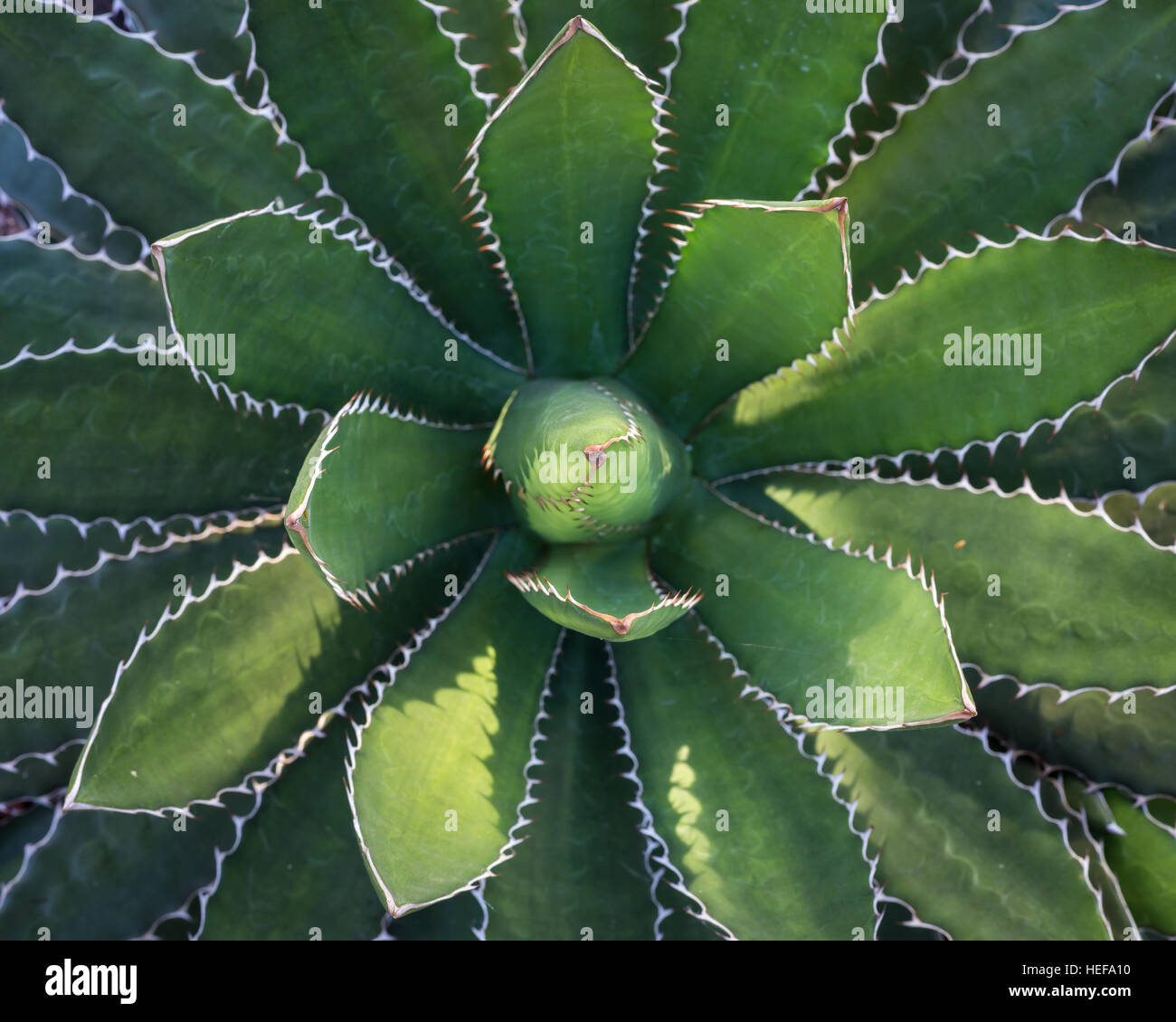 Close up top view of green agave plant in the gardens Stock Photo - Alamy