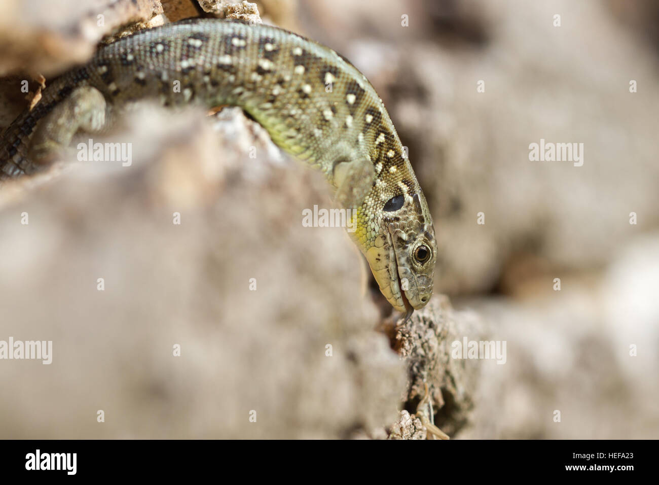 Female sand lizard looking at the camera Stock Photo - Alamy