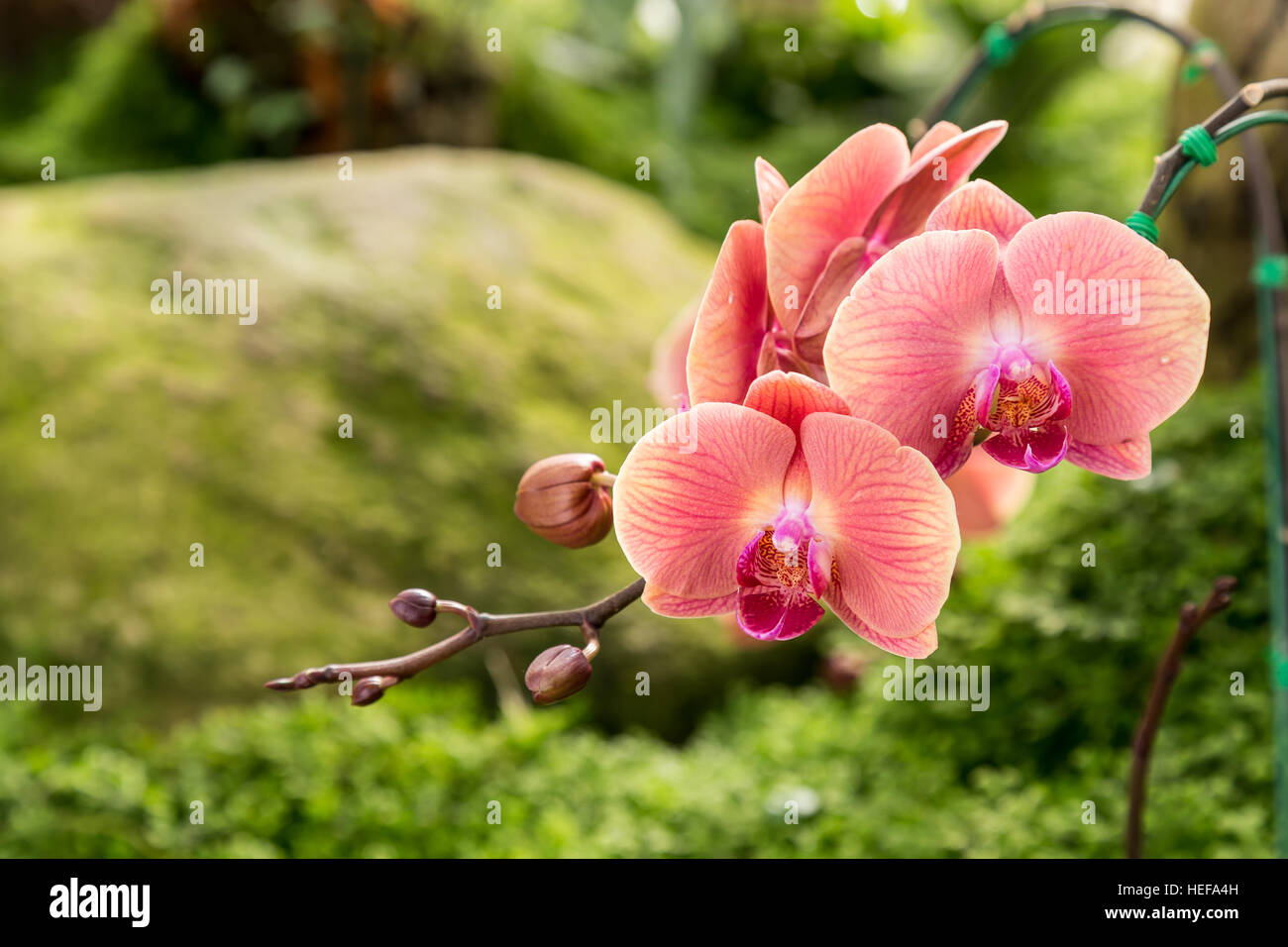 Close up pink orchid in public garden at north of Thailand Stock Photo ...