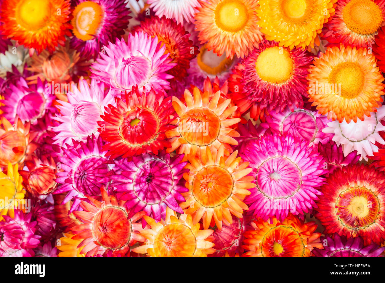 Colourful of paper flower for texture and background Stock Photo - Alamy