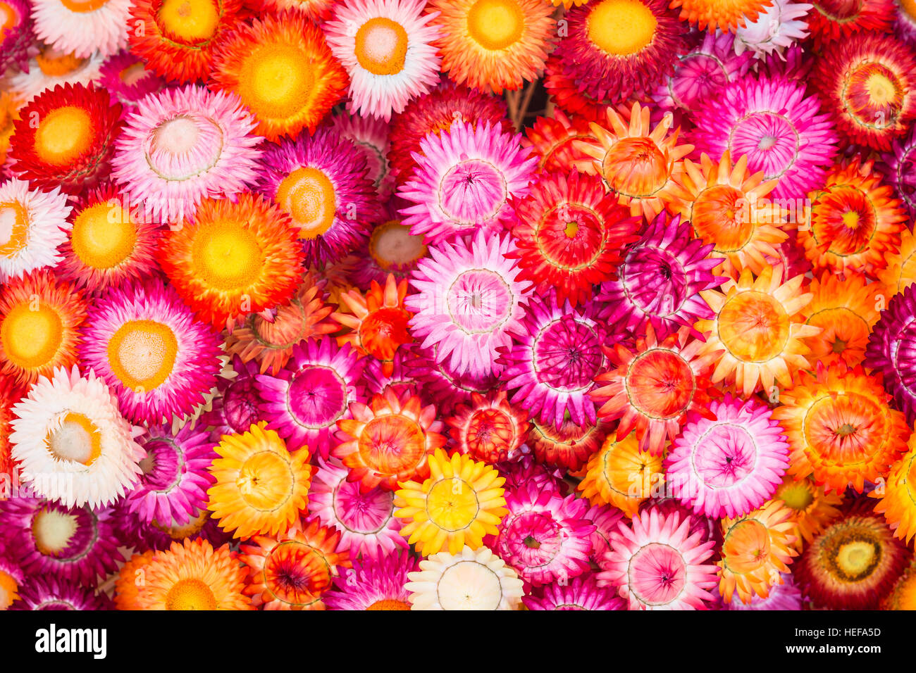 Colourful of paper flower for texture and background Stock Photo - Alamy