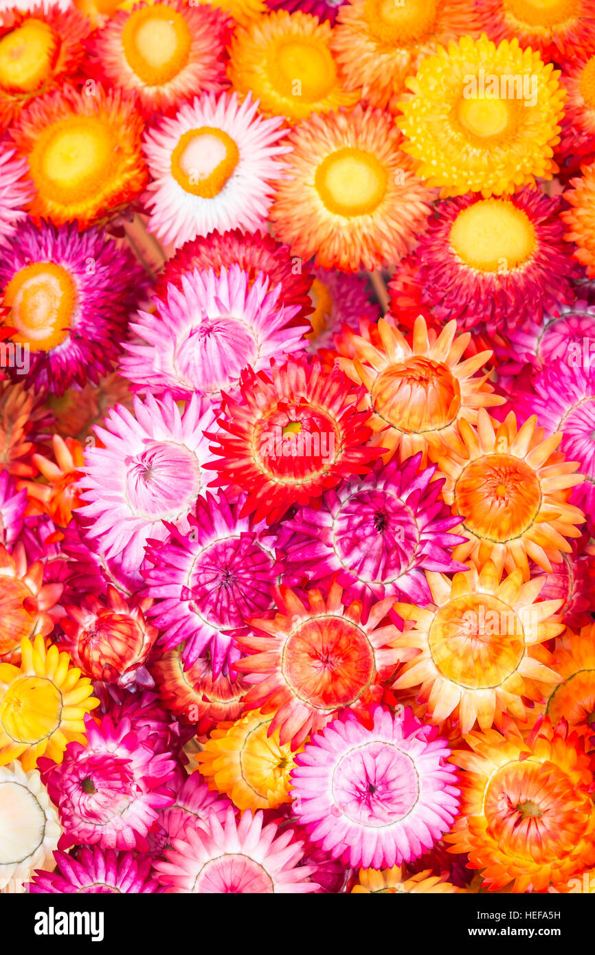 Colourful of paper flower for texture and background Stock Photo - Alamy