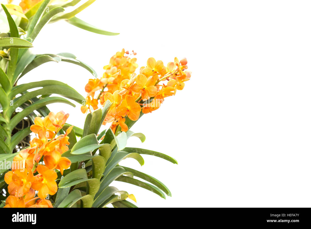 Close up orange orchid isolated on white background Stock Photo - Alamy