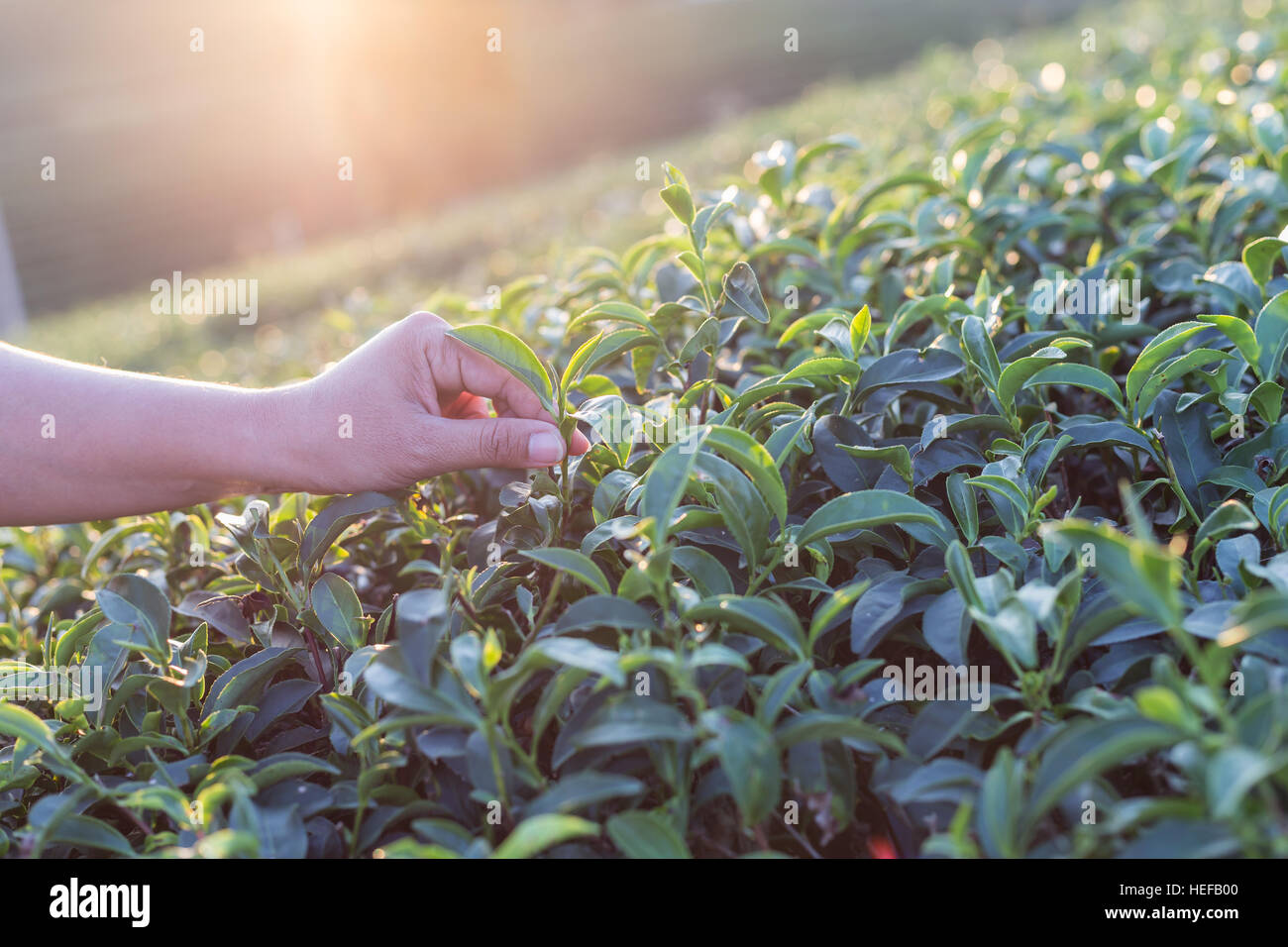 Close up woman hand on tea plantation in Thailand Stock Photo - Alamy
