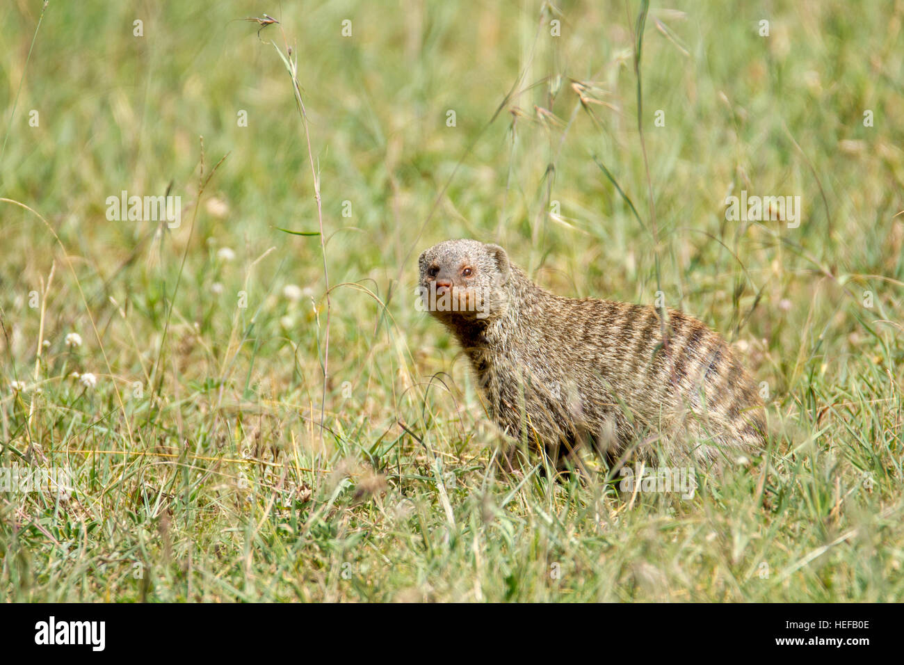 A single Banded mongoose in open grassland still and looking, Mara ...