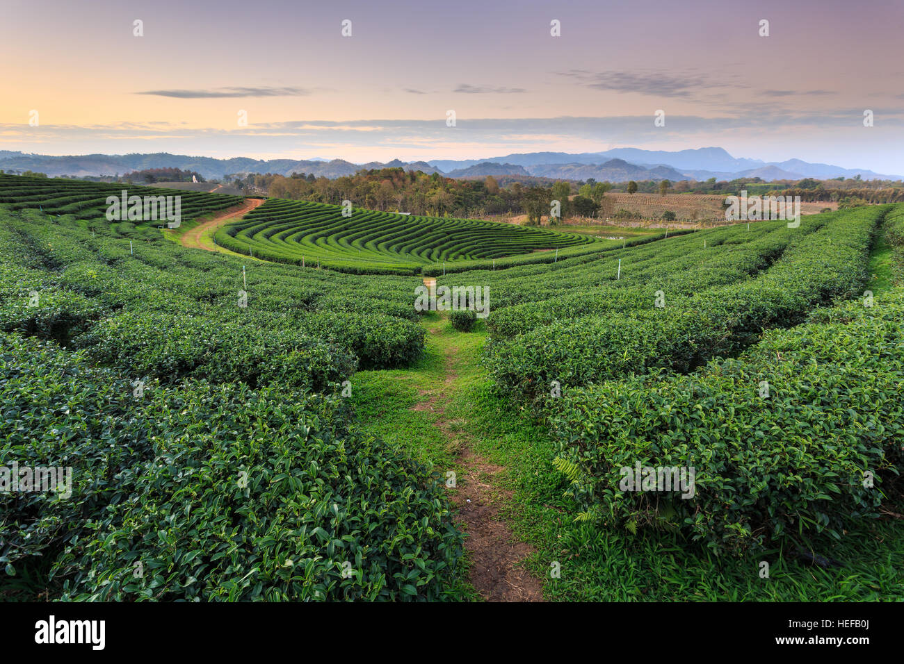 Tea plantation in Chiang Rai north of Thailand Stock Photo - Alamy