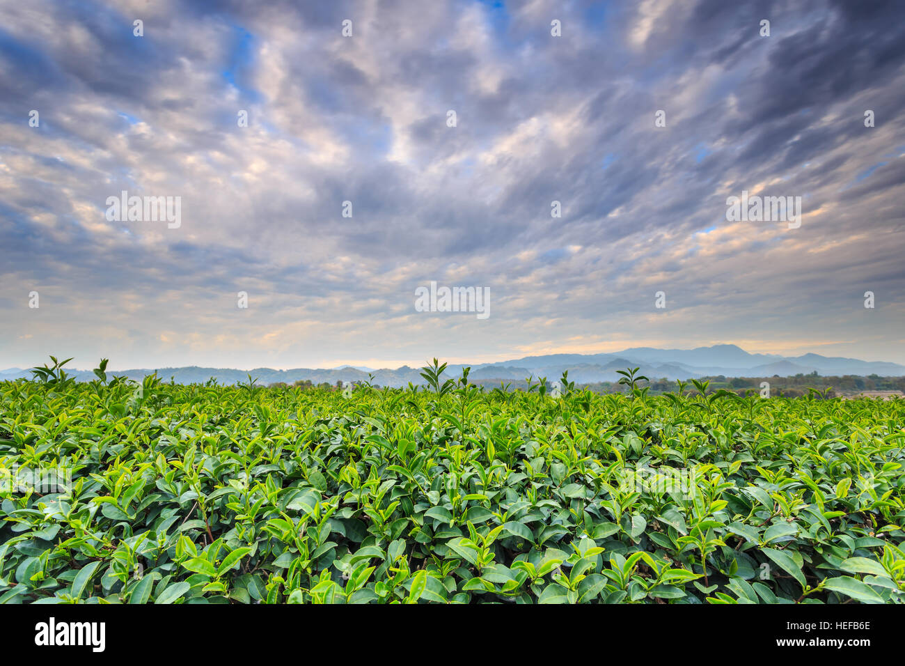 Tea plantation in Chiang Rai north of Thailand Stock Photo - Alamy