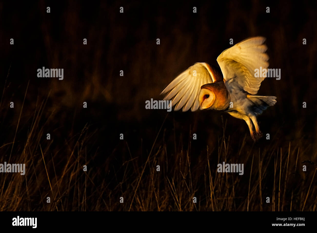 Photographer Wayne Howes catches the moment a Kestrel attacks a rare ...