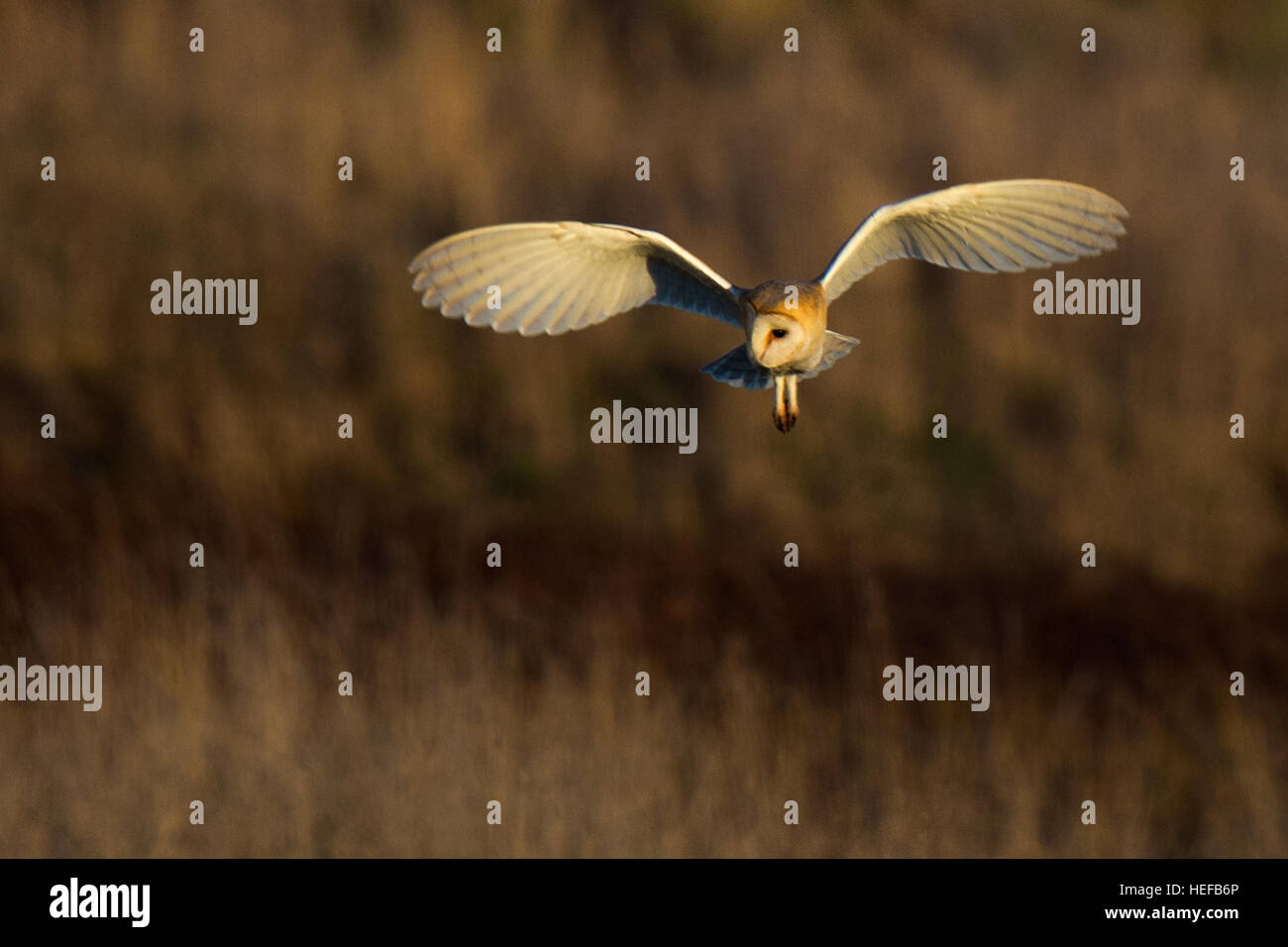Photographer Wayne Howes catches the moment a Kestrel attacks a rare ...