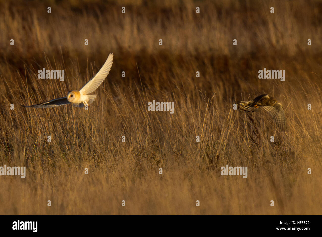 Photographer Wayne Howes catches the moment a Kestrel attacks a rare ...