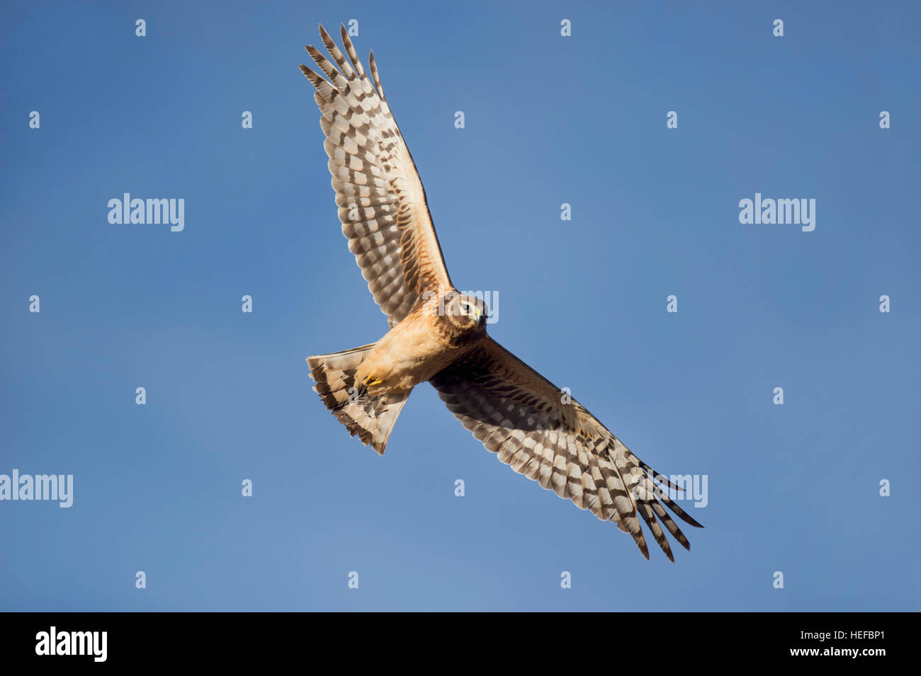 A female Northern Harrier flies close by on a bright sunny afternoon ...